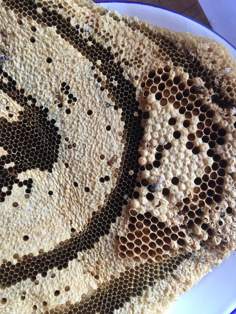 Red Dwarf-Honey bee in April 2022 by dechaphaetkrathok · iNaturalist