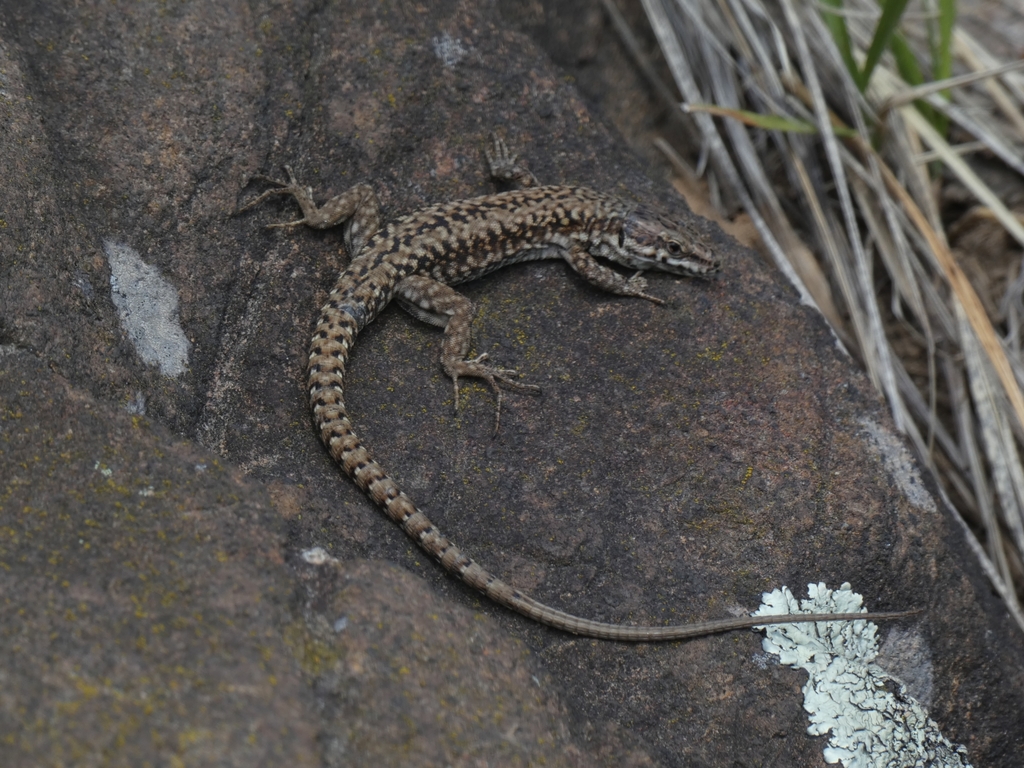 Common Wall Lizard in April 2022 by bferrero · iNaturalist