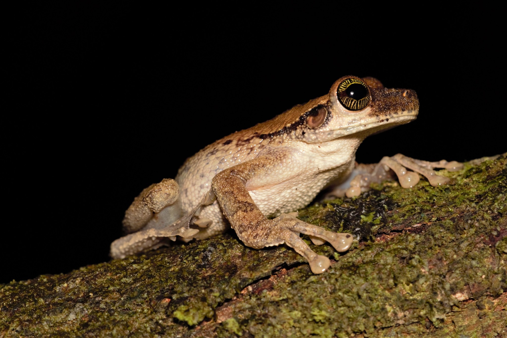 Osteocephalus taurinus Steindachner, 1862