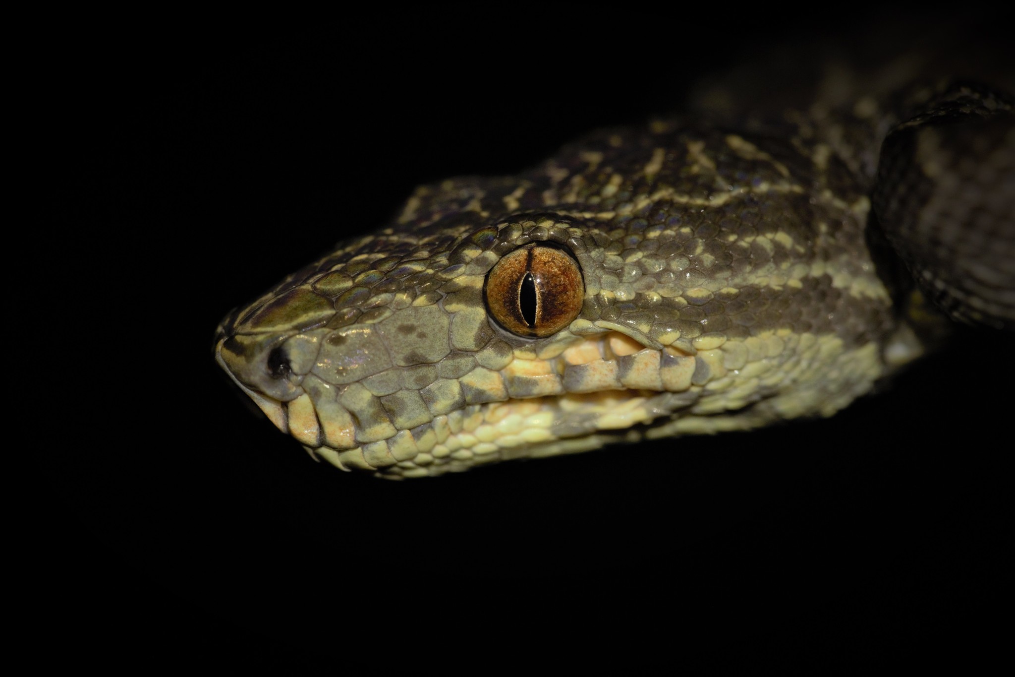 10 Facts About The Amazon Tree Boa – Snake Radar