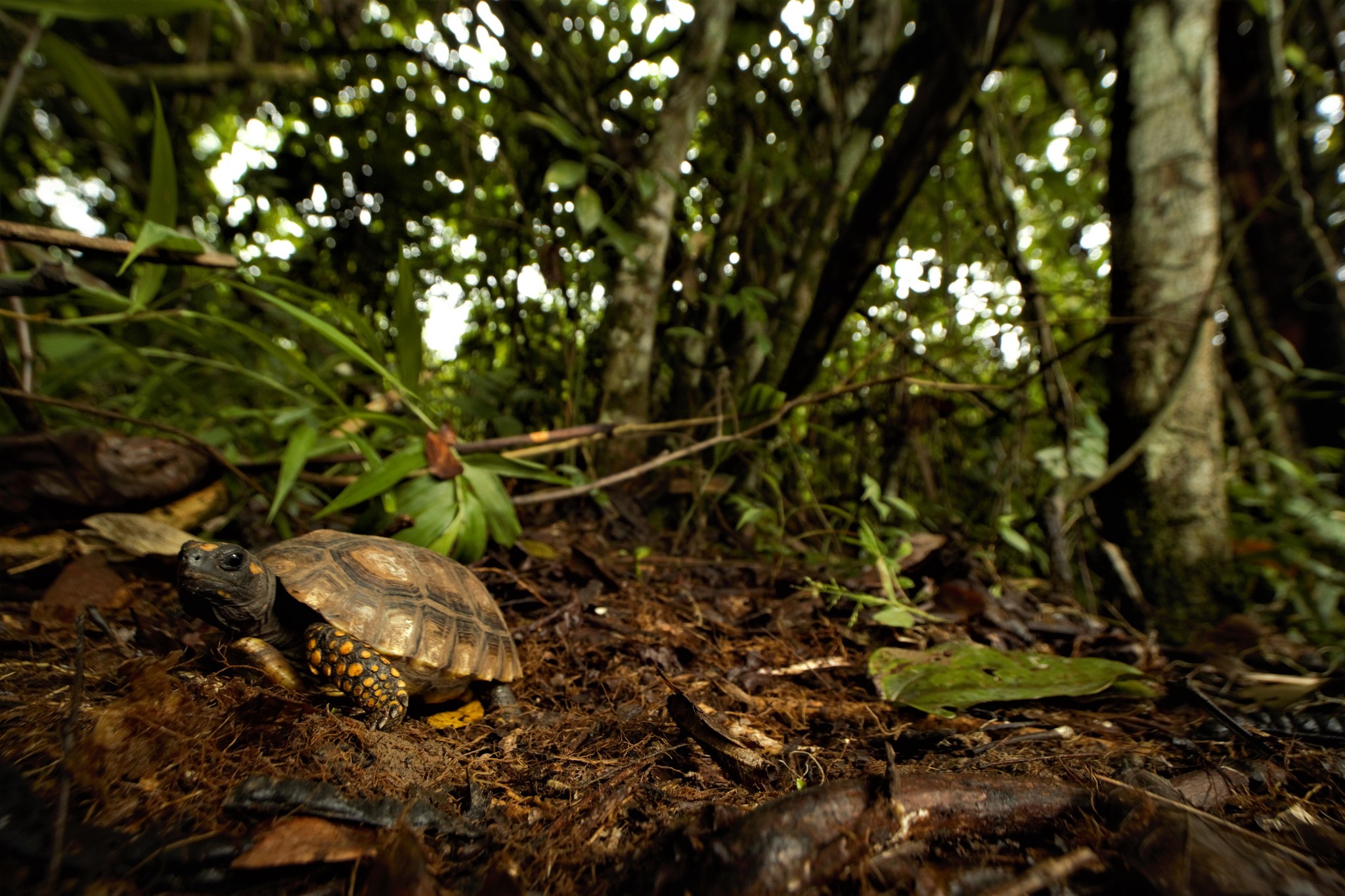 Chelonoidis denticulatus (Linnaeus, 1766)