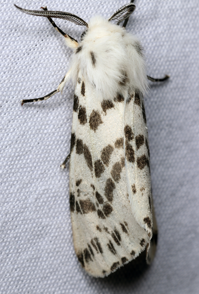 Fall Webworm Moth from Pleasant Valley, Austin, TX 78741, USA on April ...