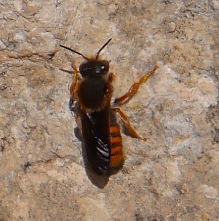 Spotted Red-Resin bee from Islas Baleares, España on April 08, 2022 at ...