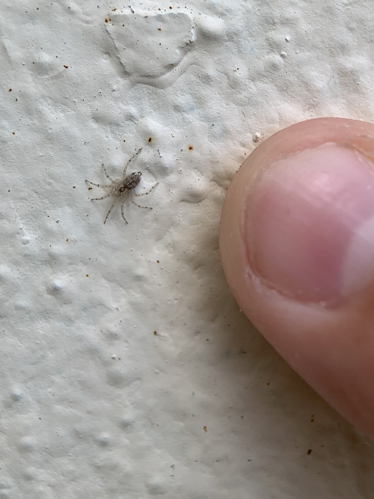 Wall Spiders in February 2022 by Lucas Garriga · iNaturalist