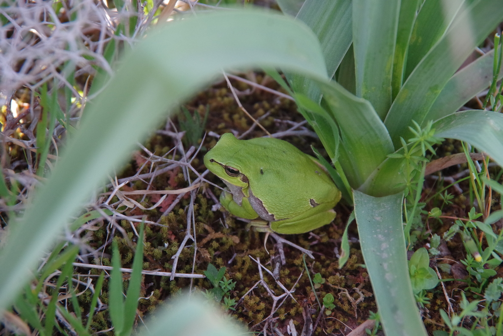 Eastern Tree Frog from North Aegean Region, Řecko on April 08, 2022 at ...