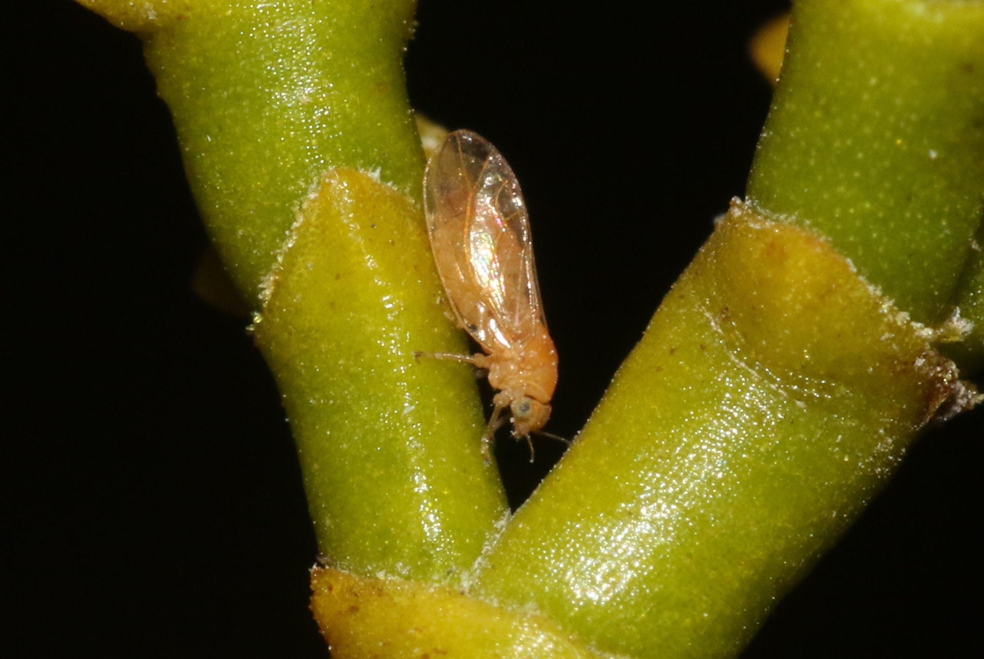 Trioza phoradendri Tuthill, 1939