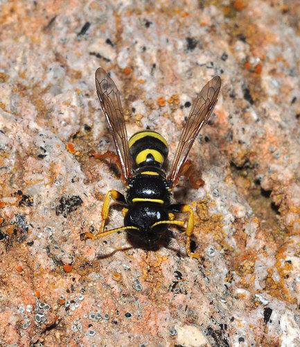 Gorytes nigrifacies · iNaturalist