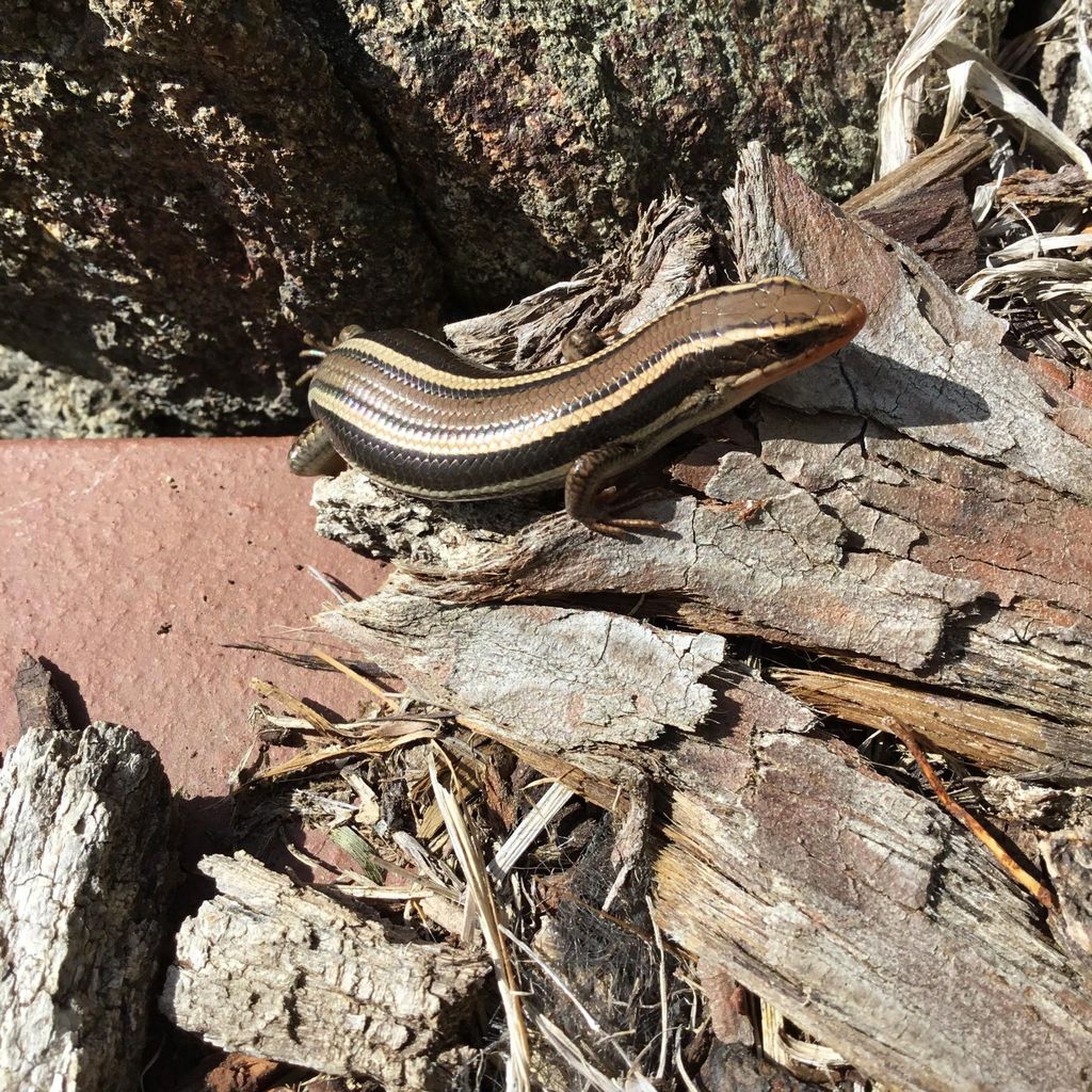 Western Skink from Culver Ranch Rd, Oregon 97496, USA on April 01, 2022 ...
