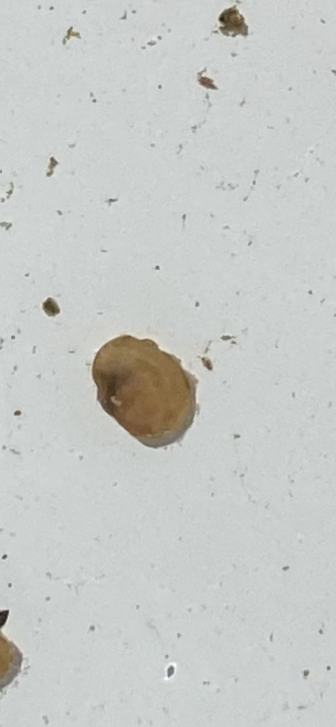 Oblong Orb-mussel from Lewisville, TX, US on April 08, 2022 at 02:31 PM ...