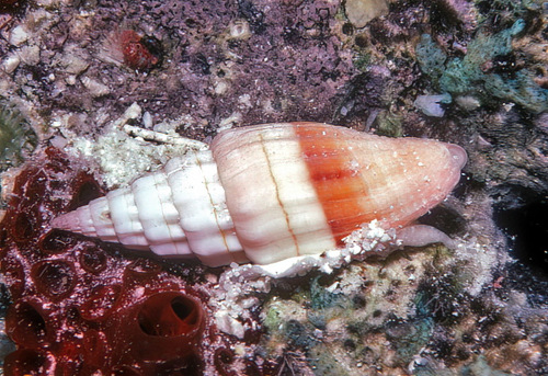 Vexillum interstriatum · iNaturalist