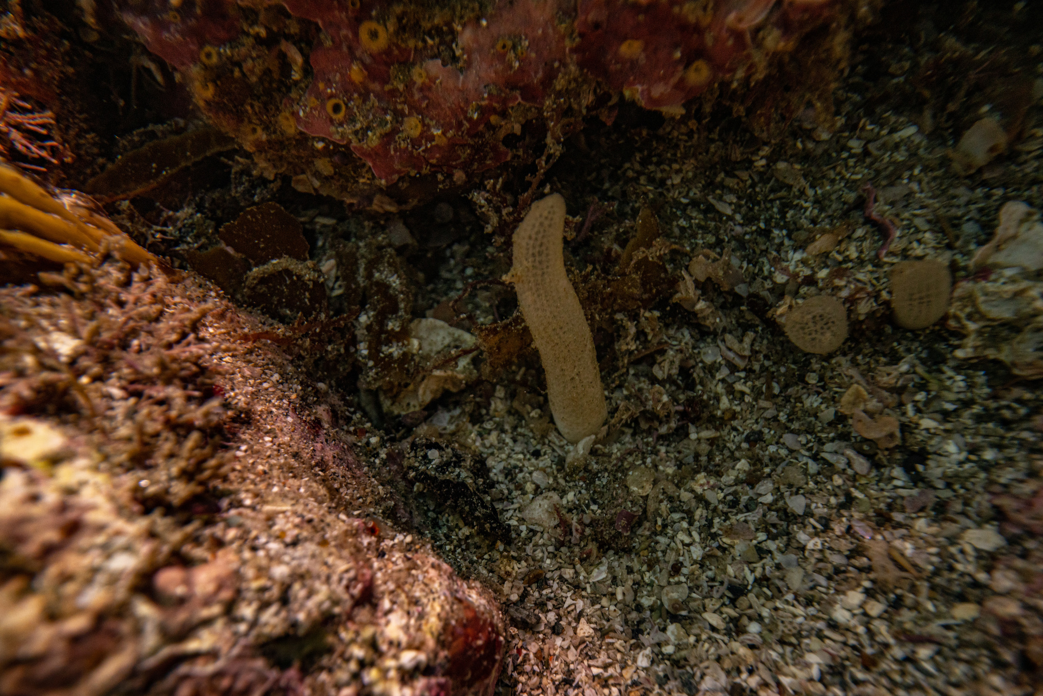 Polymastia Bowerbank, 1862