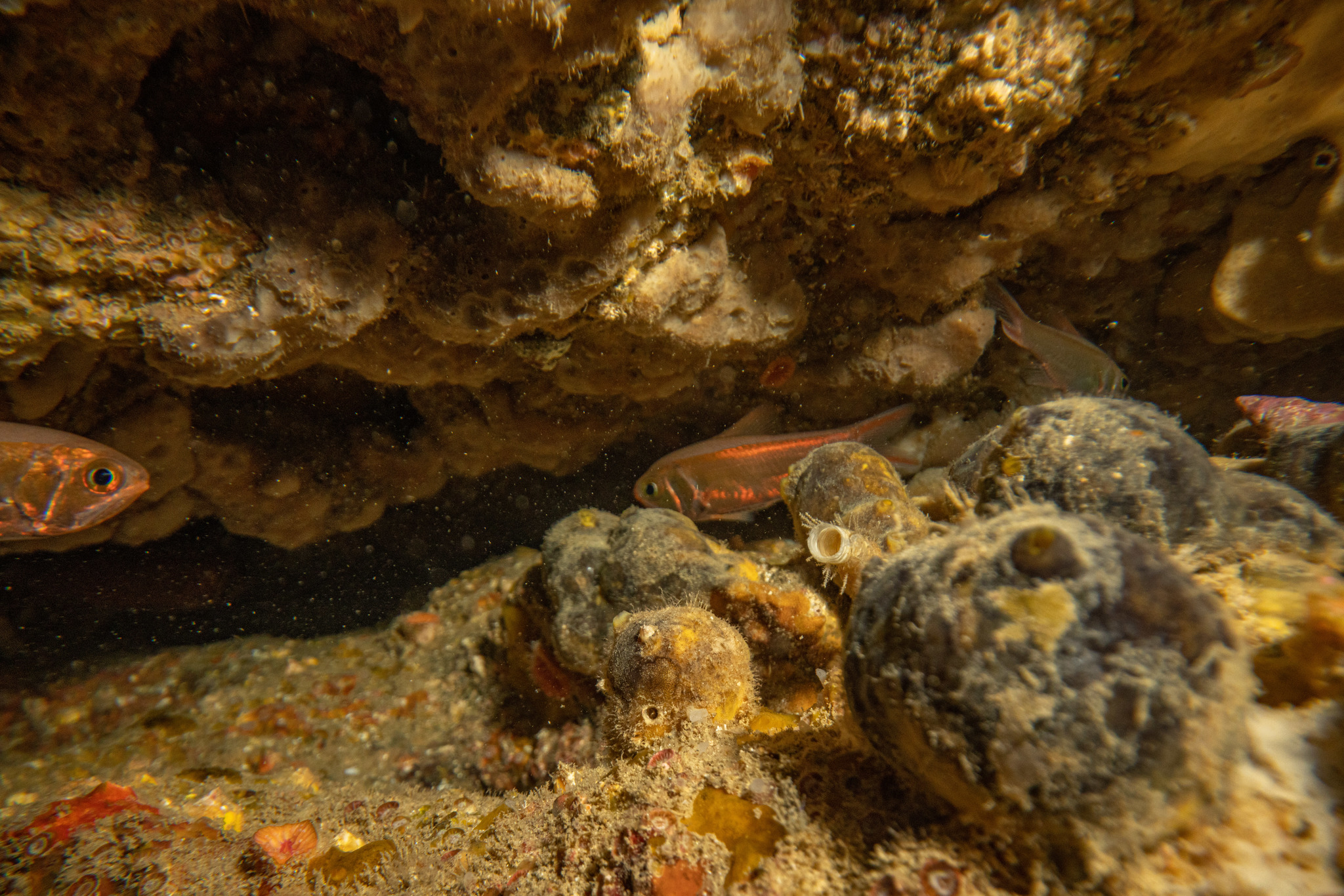 Optivus Whitley, 1947