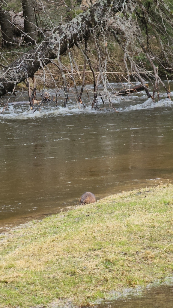 Muskrat from Koehler Township, MI, USA on April 08, 2022 at 04:28 PM by ...
