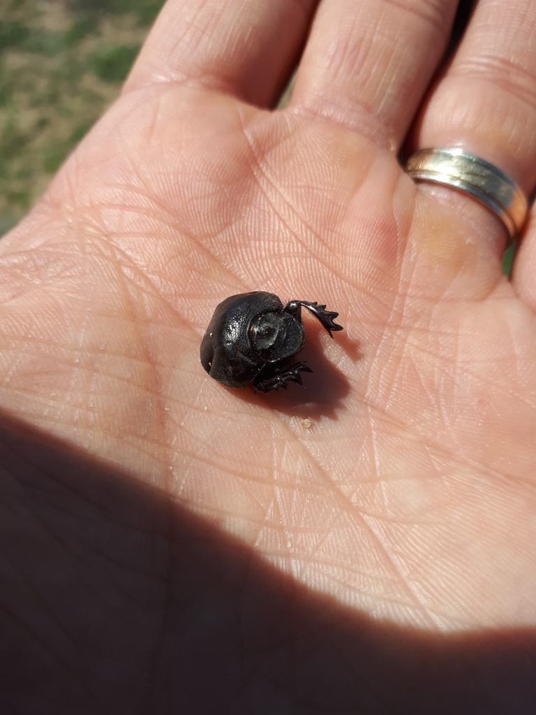 Dung Beetles from 41140 Isla Mayor, Seville, Spain on April 08, 2022 at ...