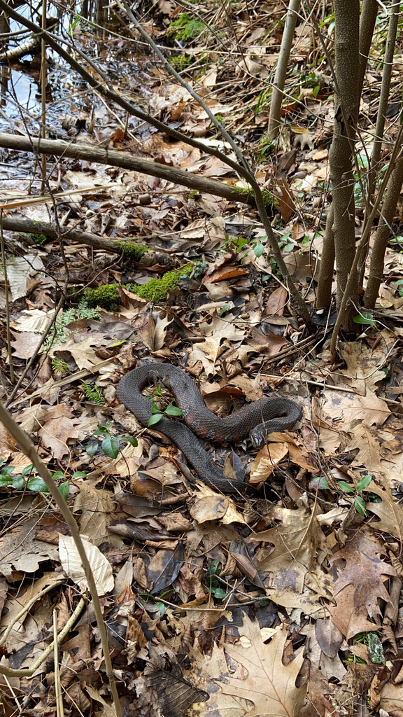 Northern Watersnake from Northwest Park, Windsor, CT, US on April 08 ...