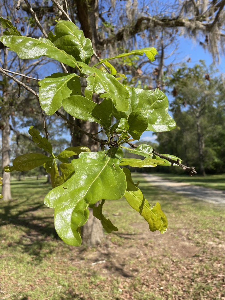 Bluff Oak from Uvalda Landing Rd, Hazlehurst, GA, US on April 8, 2022 ...