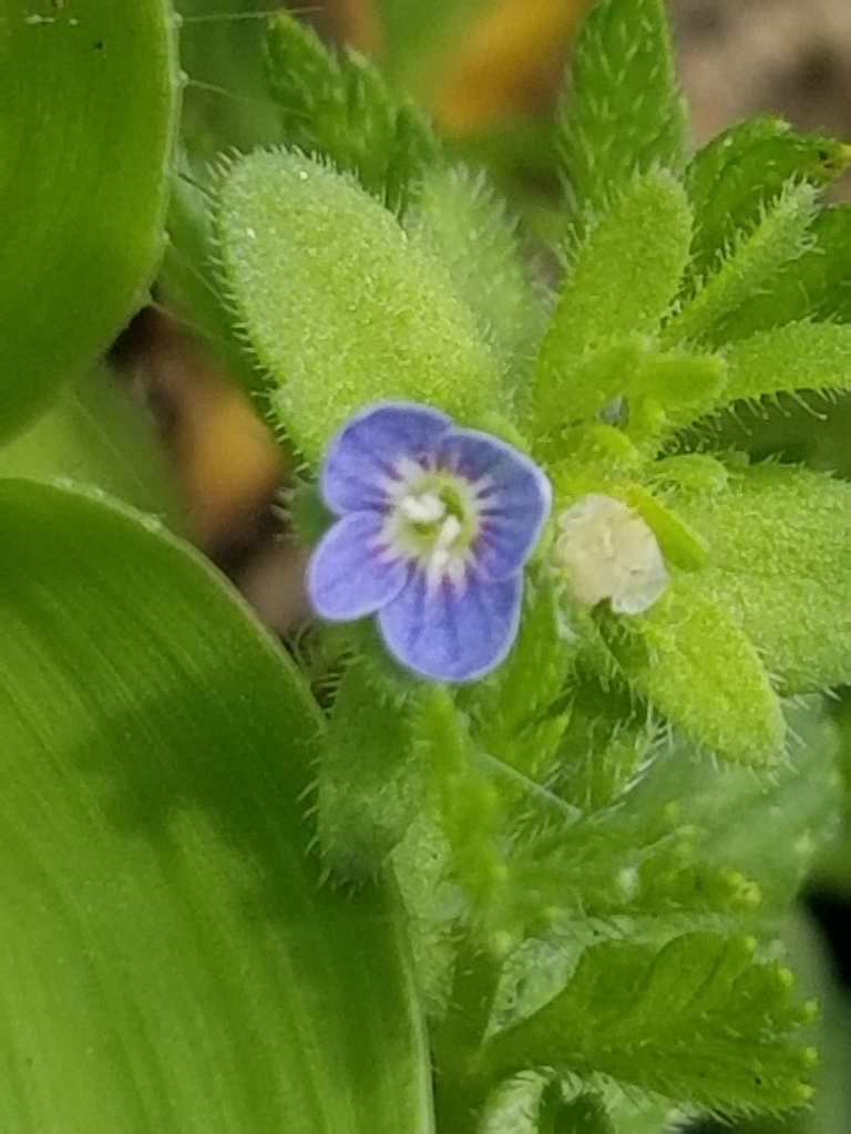 corn speedwell from Warwick Parish, Bermuda on April 8, 2022 at 04:05 ...
