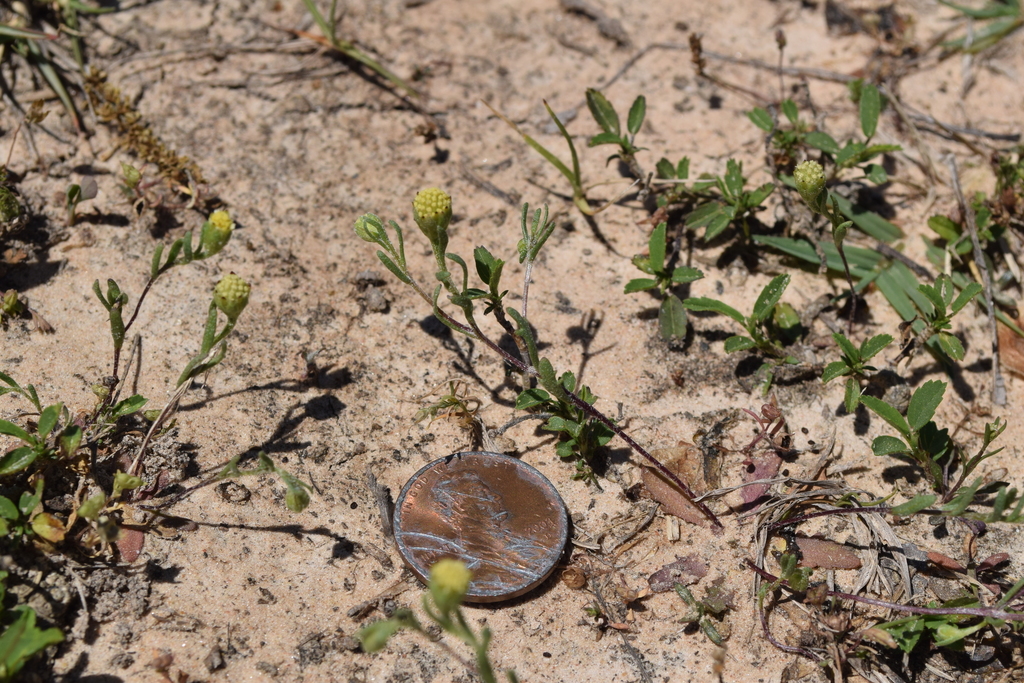 Texas Prairie Dawn in April 2022 by Lauren Parker · iNaturalist