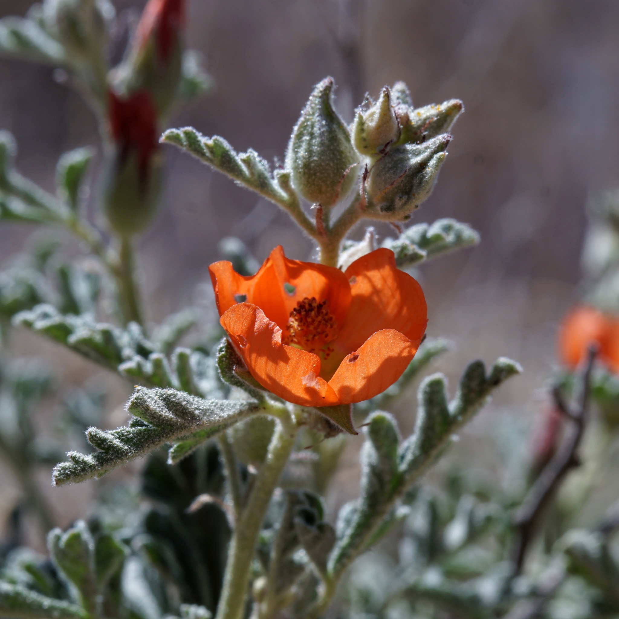 Sphaeralcea hastulata A.Gray