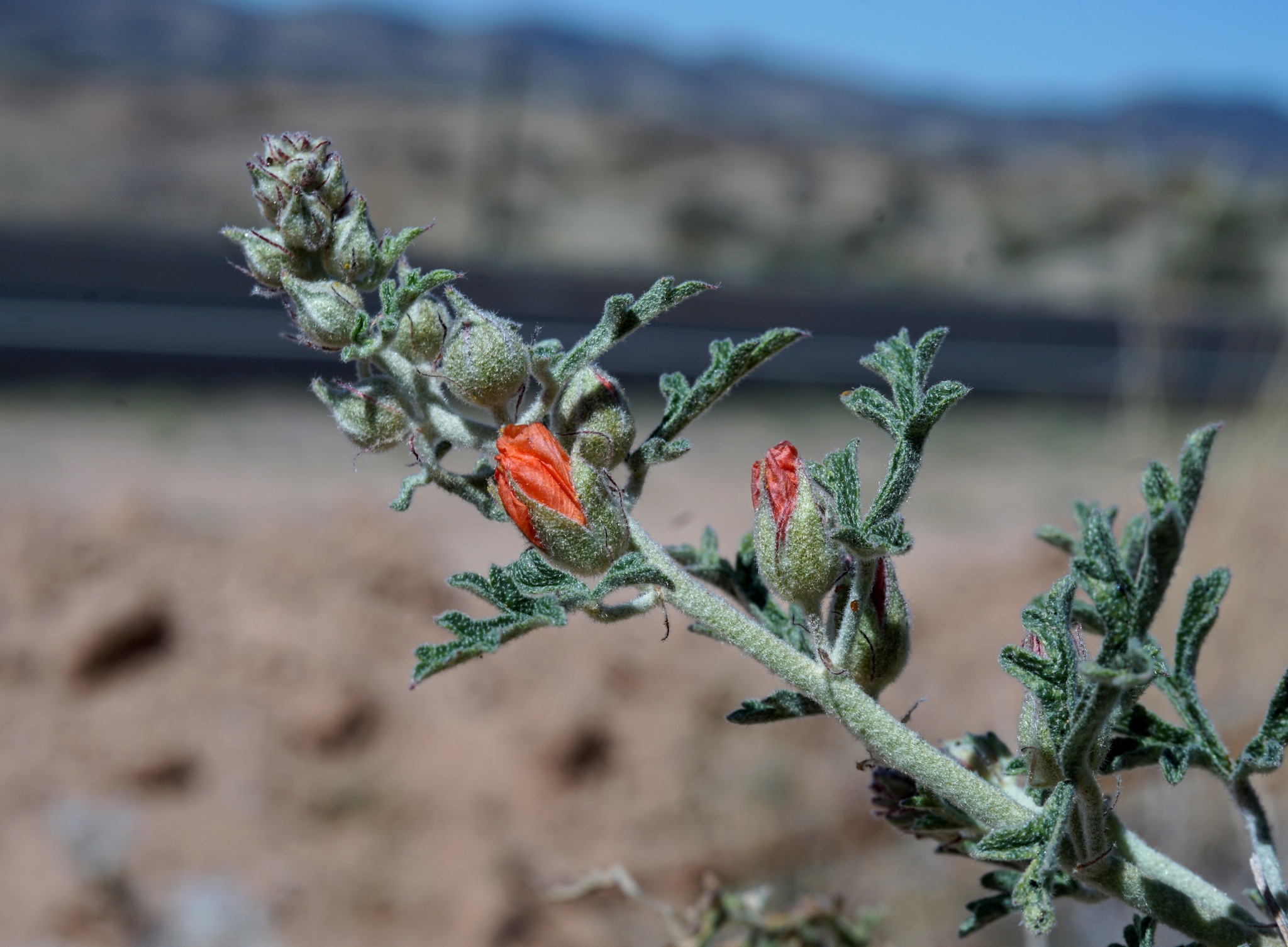 Sphaeralcea hastulata A.Gray