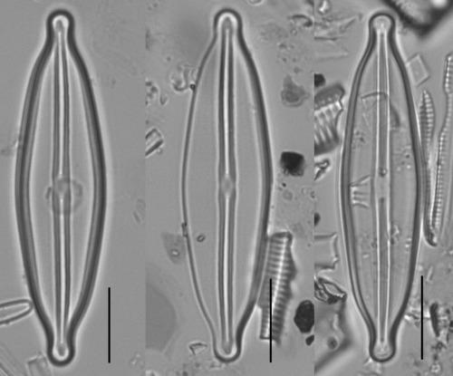 Frustulia crassinervia · iNaturalist