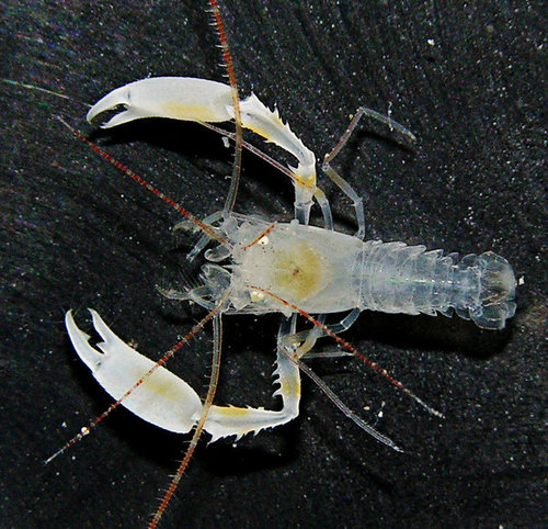 Glass Sponge Shrimps (Spongicolidae)