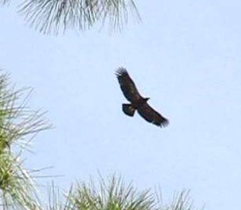 Bald Eagle from Santa Rosa County, FL, USA on March 2, 2011 at 08:09 PM ...