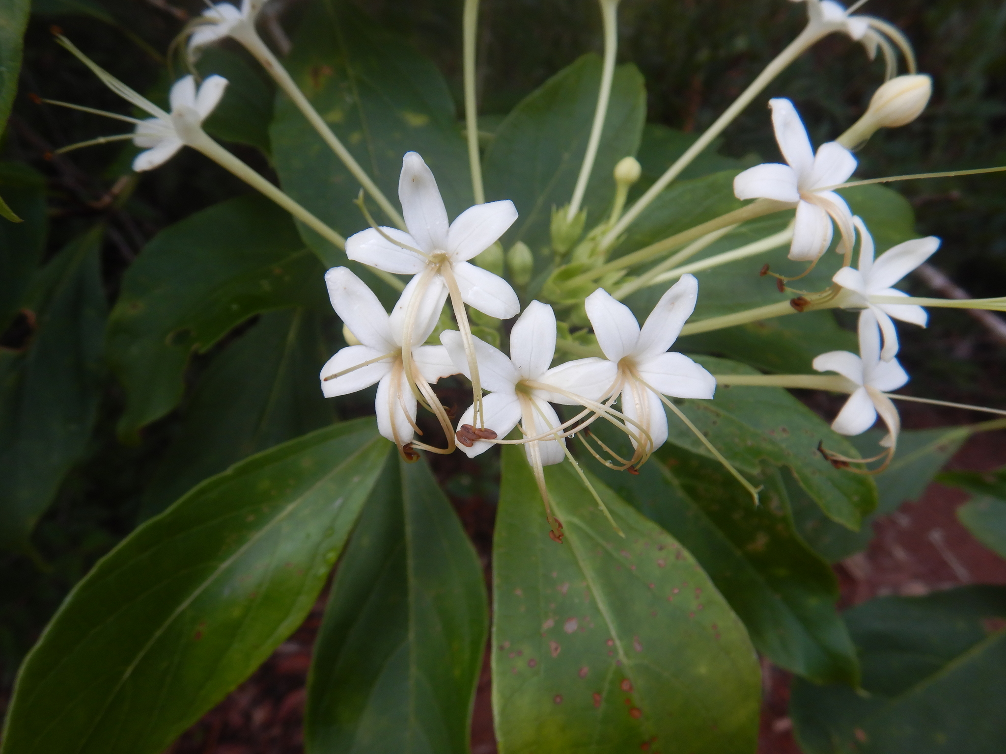 Clerodendrum floribundum R.Br.