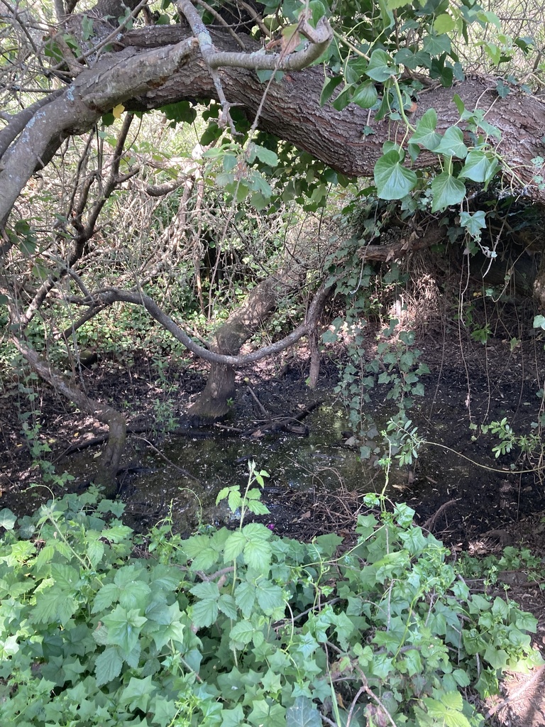 California wild grape from The Presidio, San Francisco, CA, US on April ...