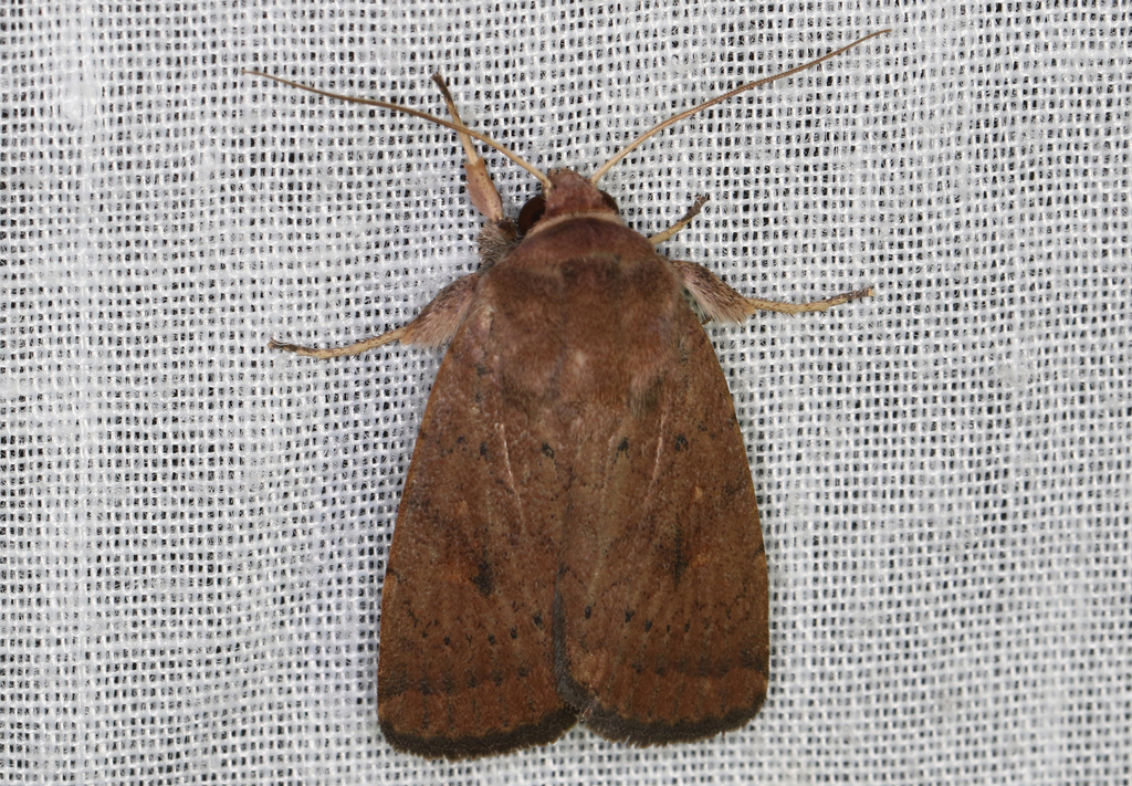 Proteuxoa porphyrescens from 674 Jumbuk Rd, Jeeralang Junction VIC 3840 ...