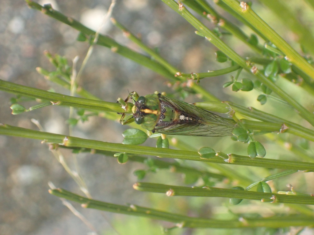 Pink Cicada from Southland District, Southland, New Zealand on February ...