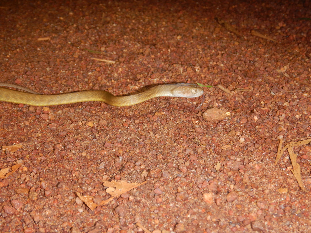 Brown Tree Snake from Somerset QLD 4876, Australia on April 04, 2022 at ...