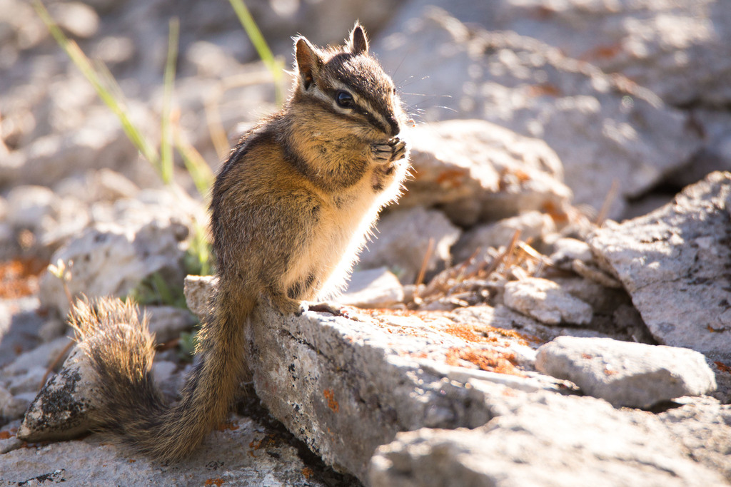 Least Chipmunk (Neotamias minimus) - Know Your Mammals