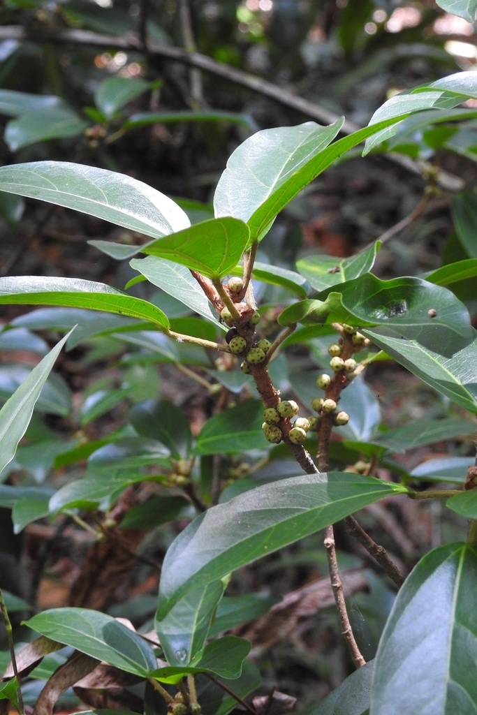 Ficus colubrinae from Ocozocoautla de Espinosa, Chiapas, Mexico on May ...