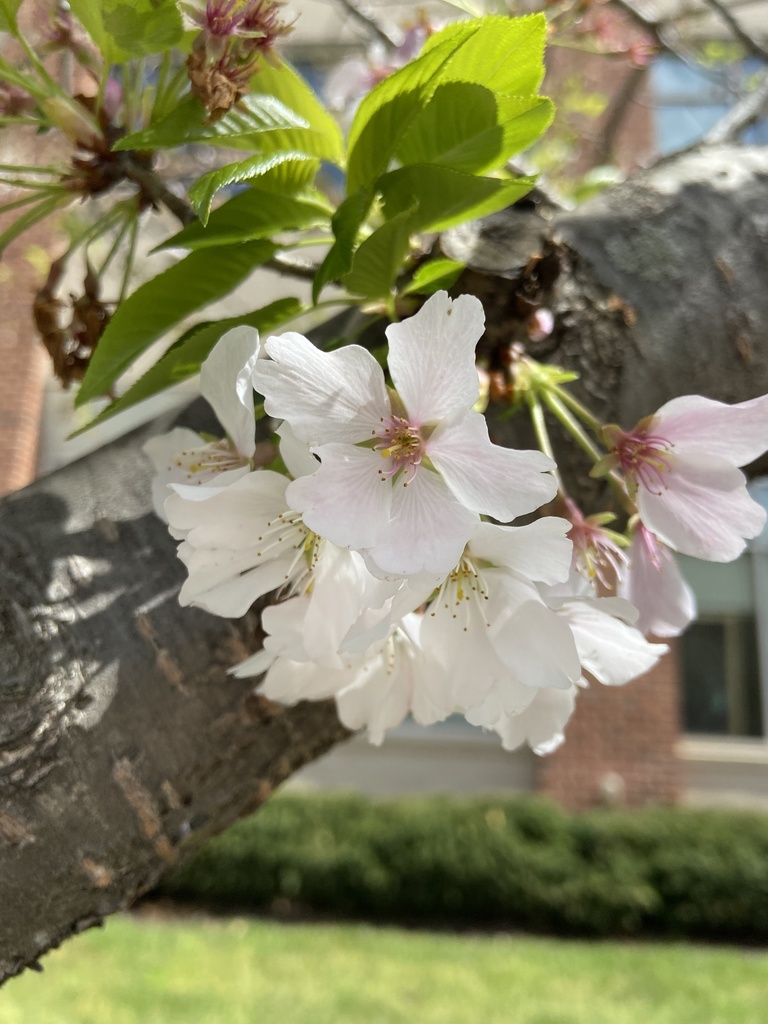 wild cherry from George Mason University, Fairfax, VA, US on April 08 ...