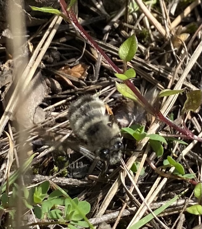 Digger Bees from Saltspring Island, Capital, BC, CA on April 8, 2022 at ...
