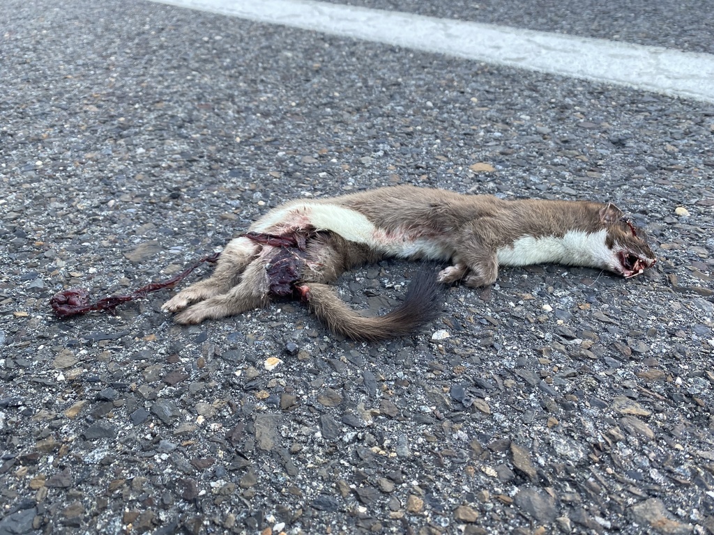 Long-tailed Weasel from Brendan T. Byrne State Forest, Browns Mills, NJ ...