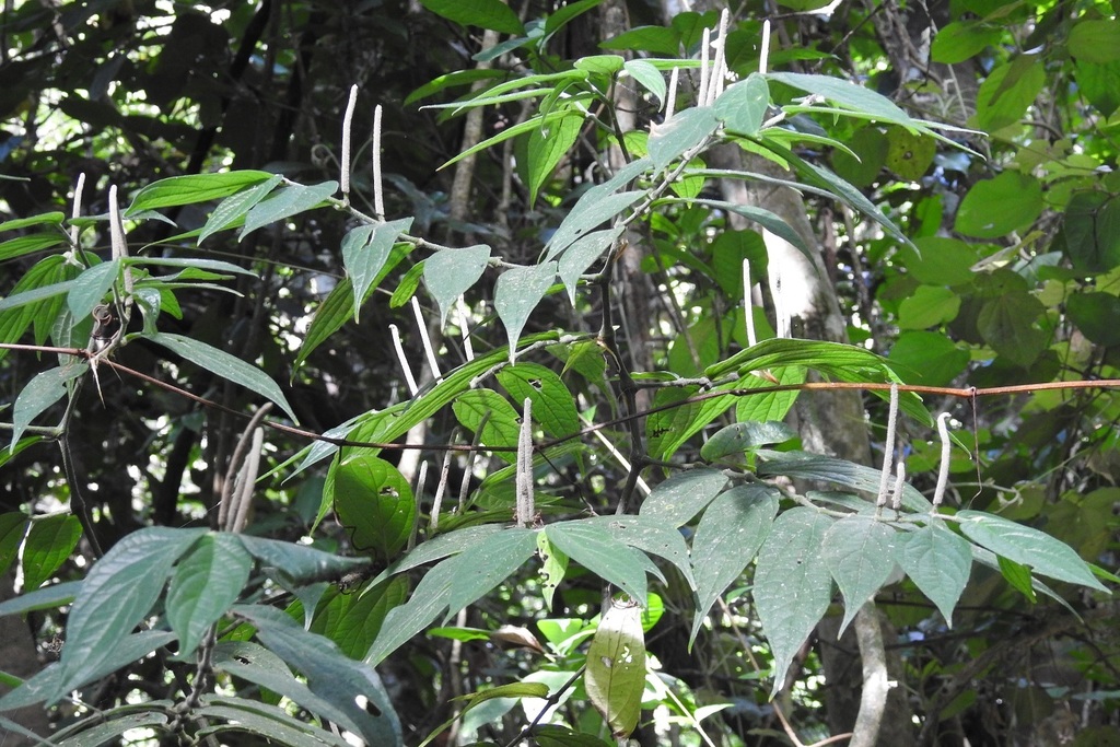 (Piper pseudofuligineum) - Botanical Realm