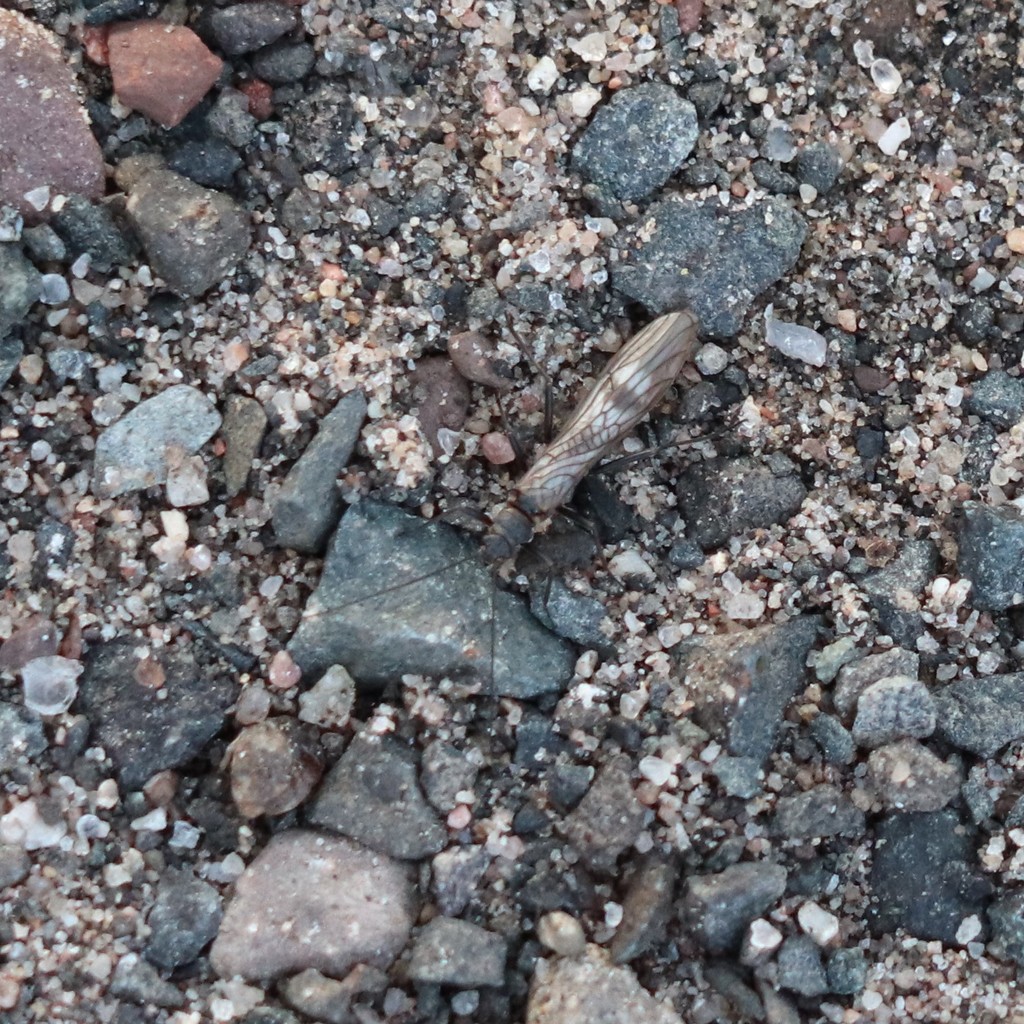 Winter Stoneflies from Windsor, CT, USA on April 08, 2022 at 06:47 PM ...