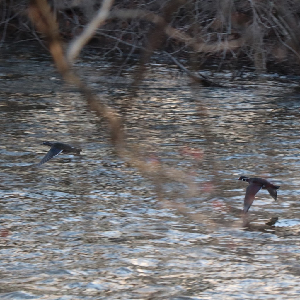 Wood Duck from Hartford, Connecticut, United States on April 08, 2022 ...