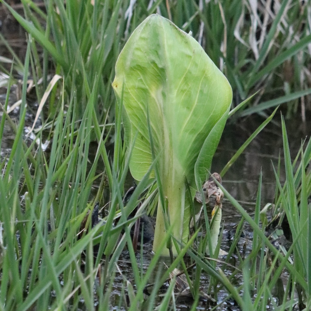 Eastern Skunk Cabbage from Hartford, Connecticut, United States on ...
