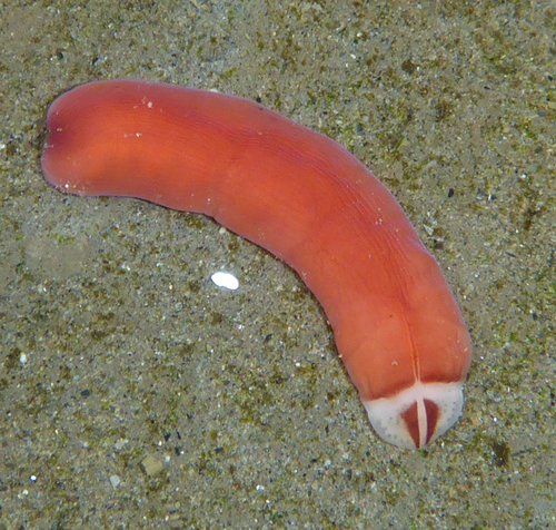 Chevron Ribbon Worm (Amphiporus bimaculatus) · iNaturalist