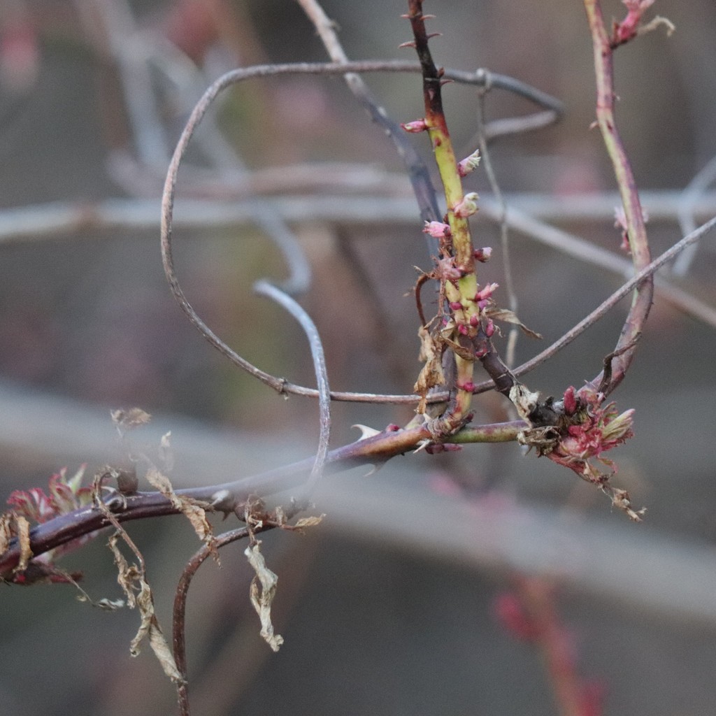 Rose rosette disease from Hartford, Connecticut, United States on April ...