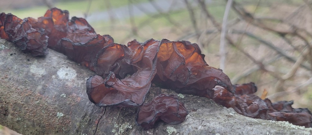 American Amber Jelly Fungus from Severna Park, MD, USA on April 08 ...