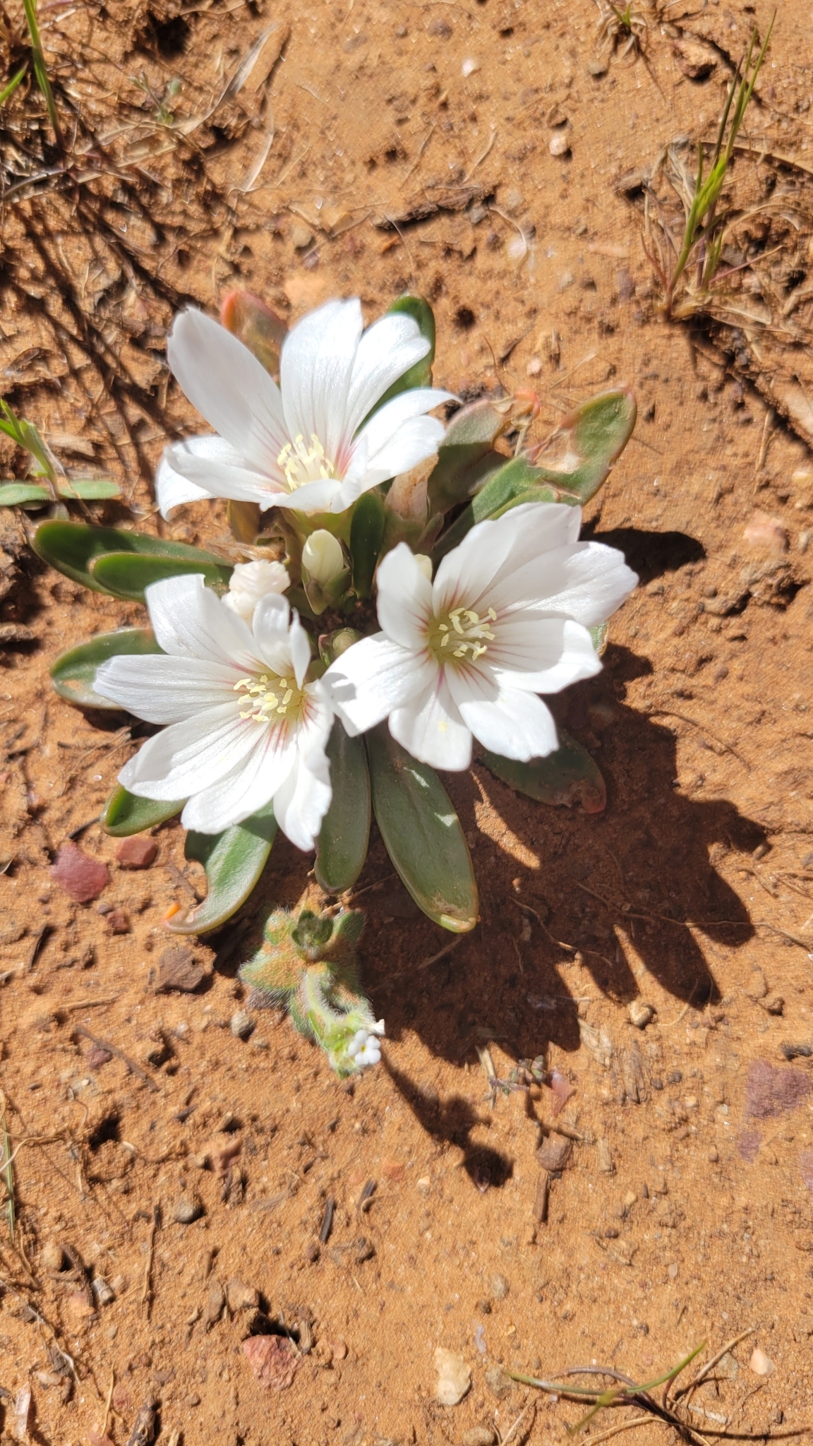 Lewisia brachycalyx Engelm. ex A.Gray