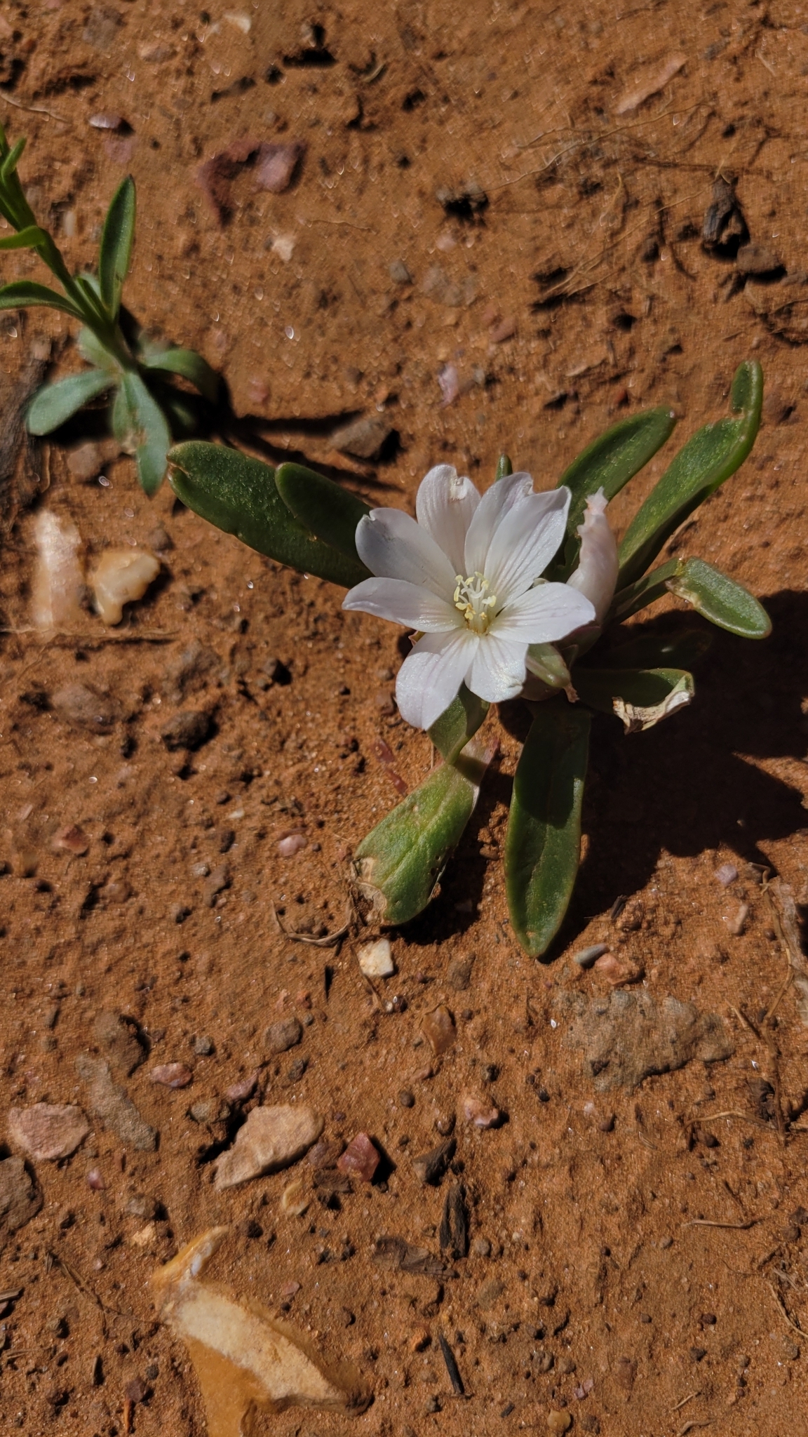 Lewisia brachycalyx Engelm. ex A.Gray