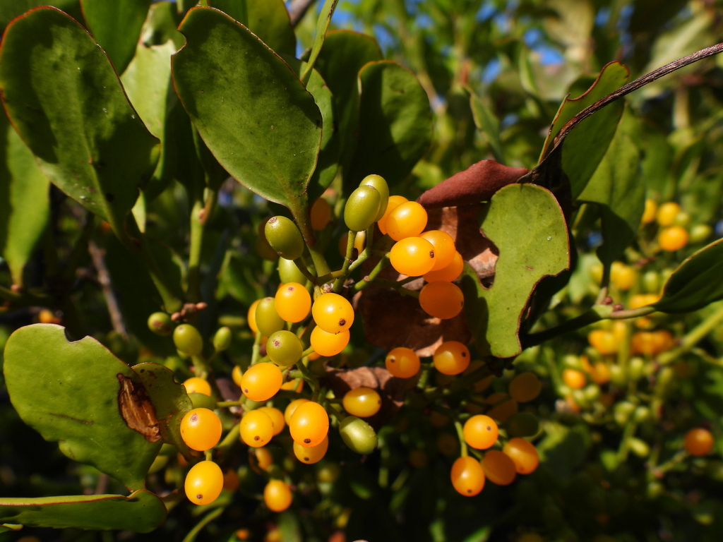 Green mistletoe in April 2022 by splish. Growing on Mahoe in suburban ...