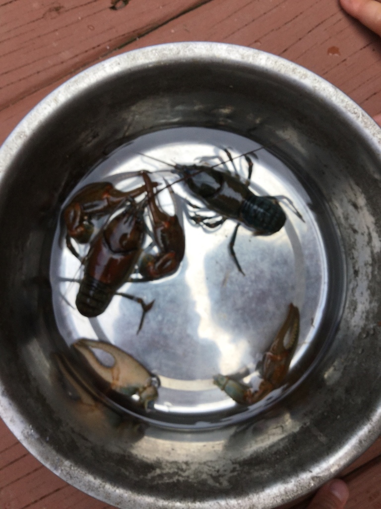 New River Crayfish from Sturgill Rd, Mouth Of Wilson, VA, US on June 30 ...