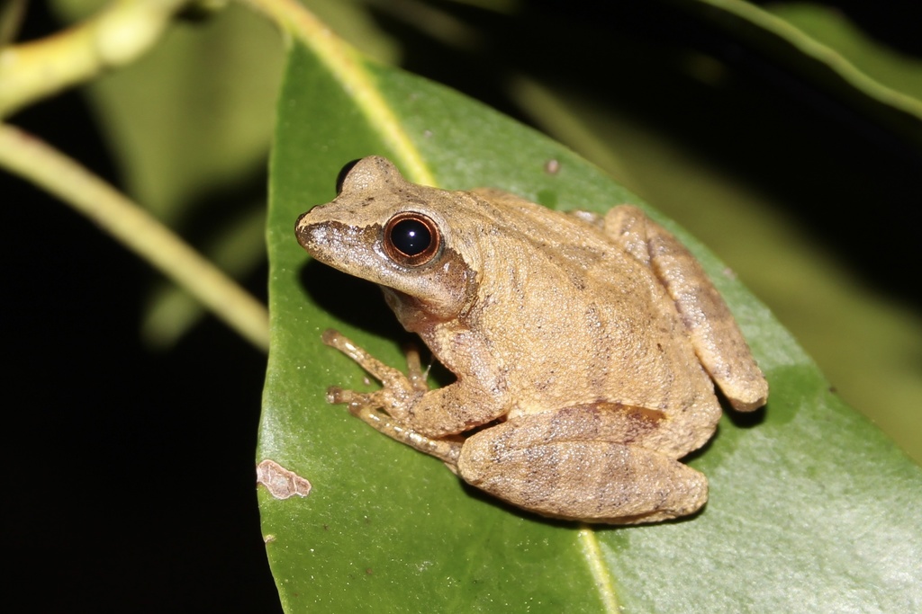 Spring Peeper (Amphibians of Appalachia) · iNaturalist