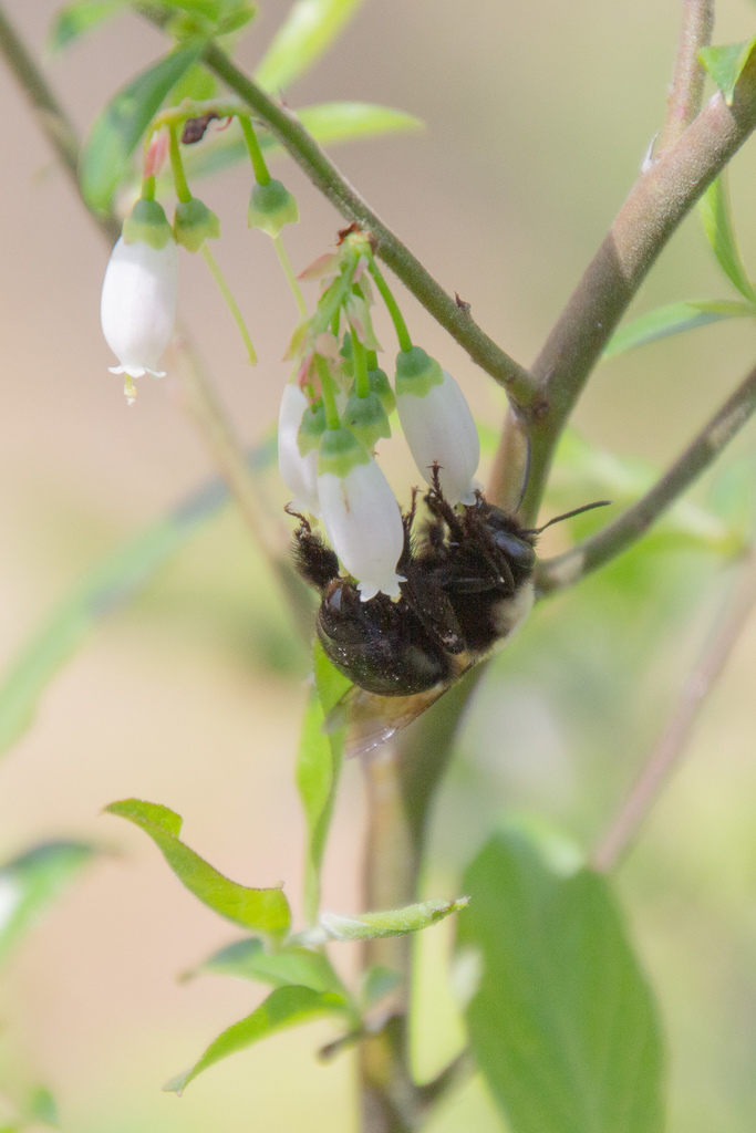 Blueberry Digger Bee from Liberty County, TX, USA on April 8, 2022 at ...